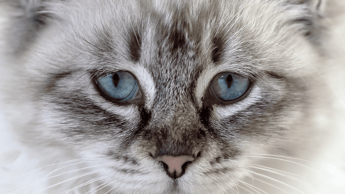 How to make your cat live longer, according to experts