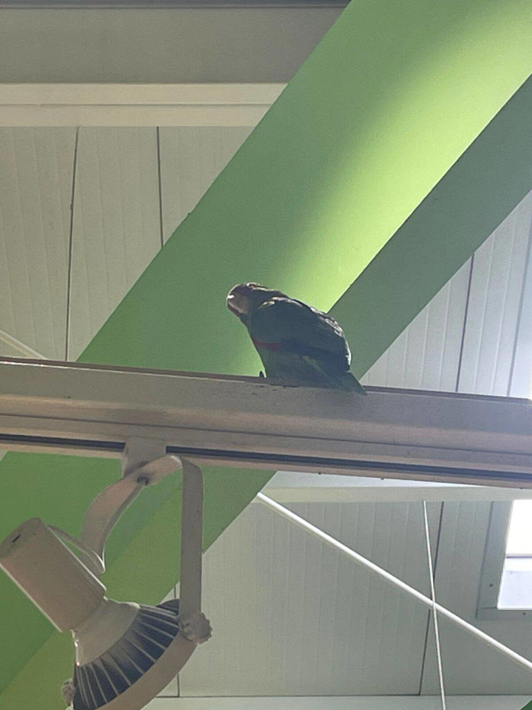 Shopper jumps when she spots perfectly camouflaged animal in the ...