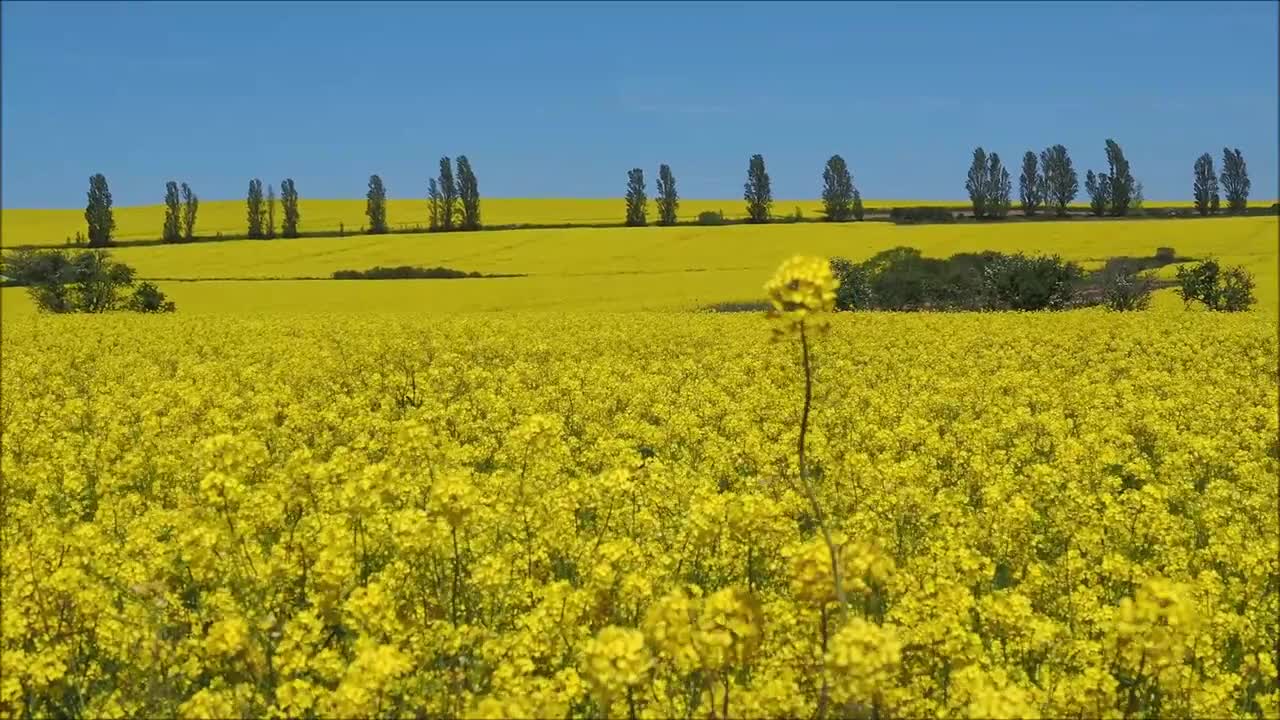 Countryside turns yellow in Kent, UK as rapeseed fields bloom