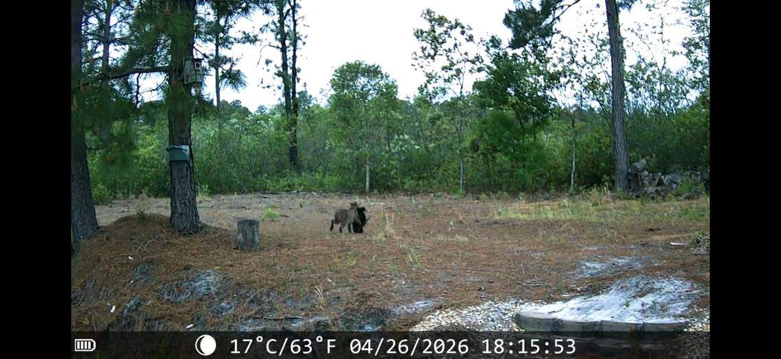 Was that a bobcat caught on Conway trail camera? It was carrying off ...