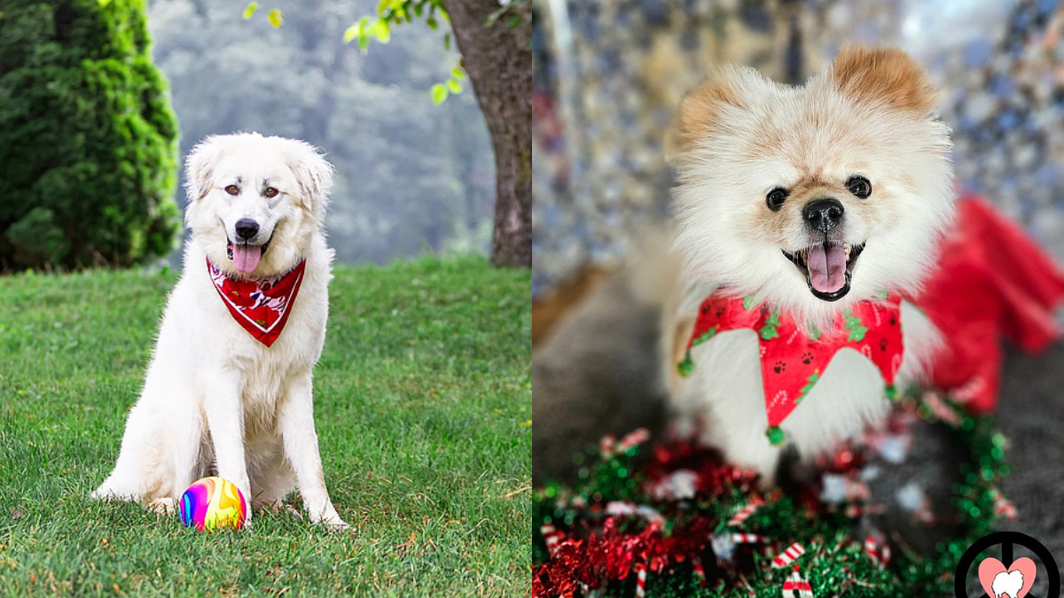 Find your perfect match: 10 dogs available for adoption this week