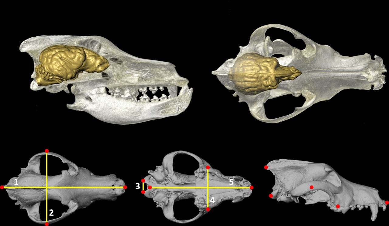 The 'tail' of the shrinking dog brain: Study reveals they began getting ...