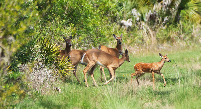 Pineville man cited by LDWF for illegally taken deer