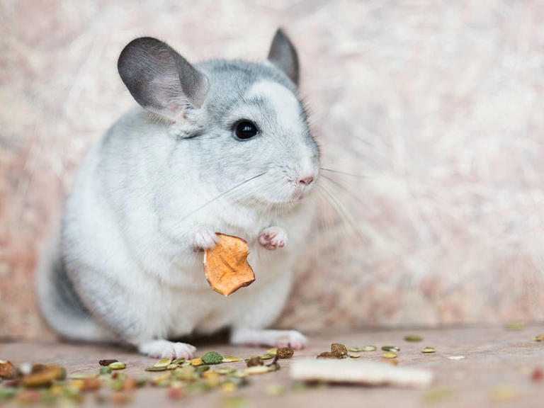 Looking for a chinchilla name? Here are 275 cute ideas with meanings