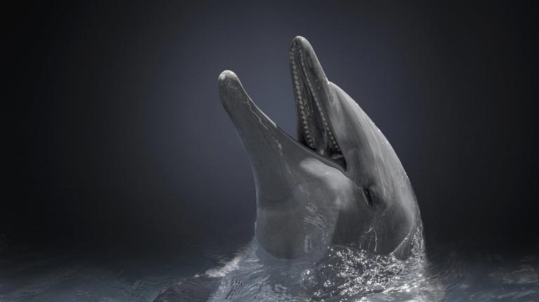 London Zoo to let guests watch dolphin post mortems as part of 200-year ...