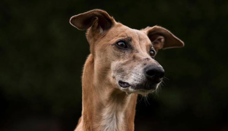 Con la inclusión del perro caramelo, ¿cuáles son las razas autóctonas ...