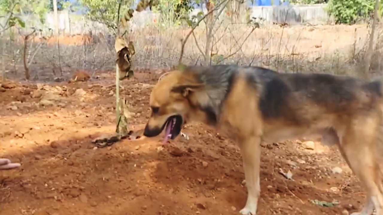 Street dog waits by grave of woman who fed it daily