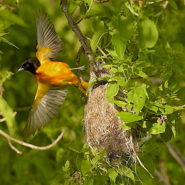 9 types of bird nests that you might see