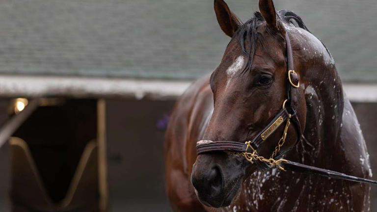 Silent Tactic out, Great White draws in to Kentucky Derby