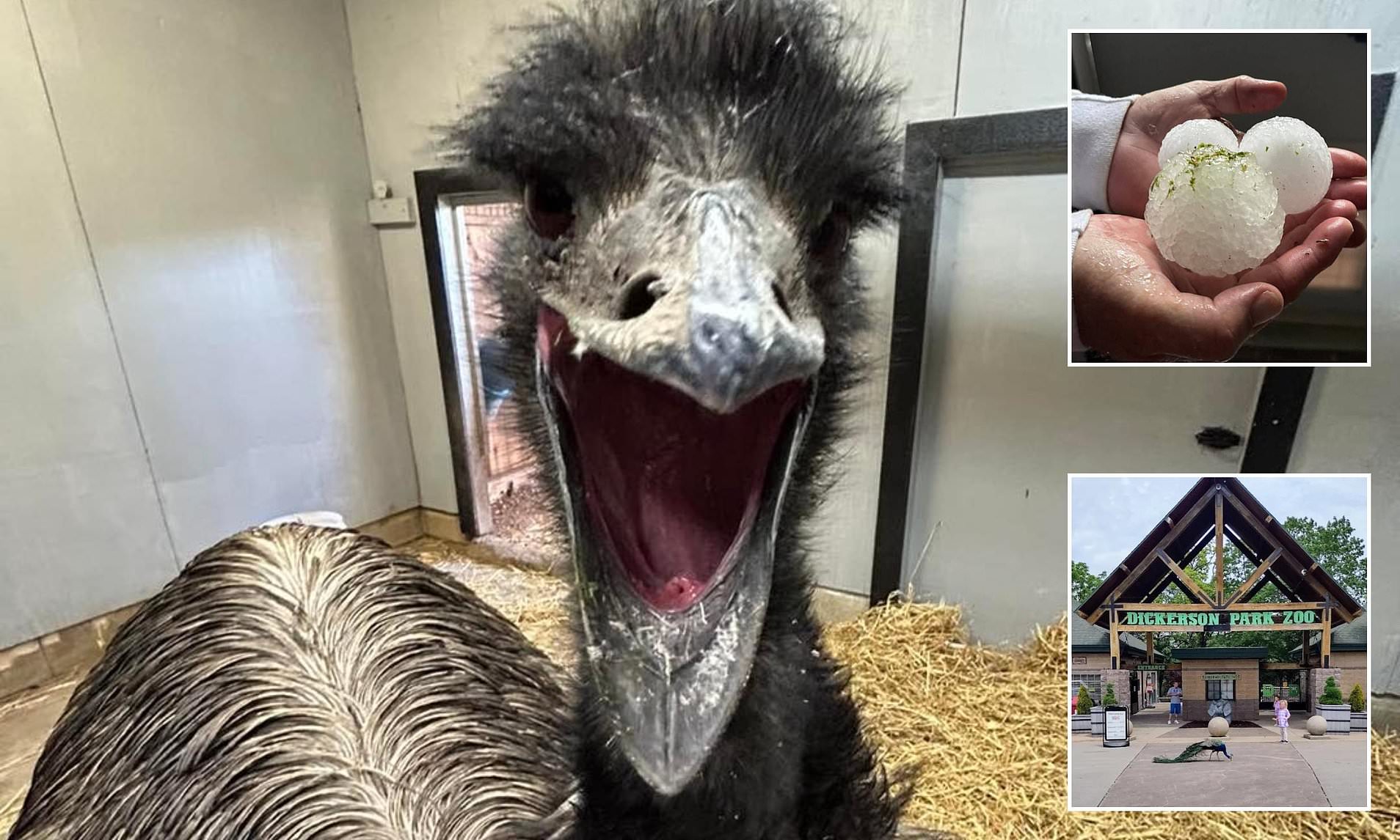 Bizarre cause of death for Missouri emu called Adam who died during ...