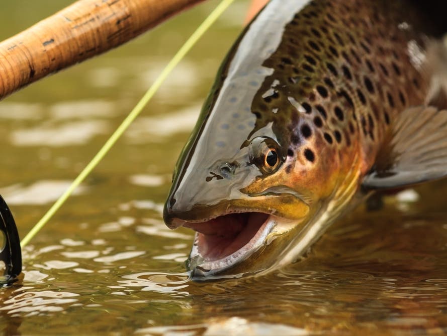 Beloved fishing contest returns to Mendham: See details