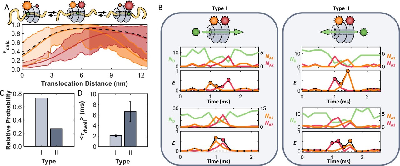 Revolving doors and efficient engines: How proteins escape a molecular ...