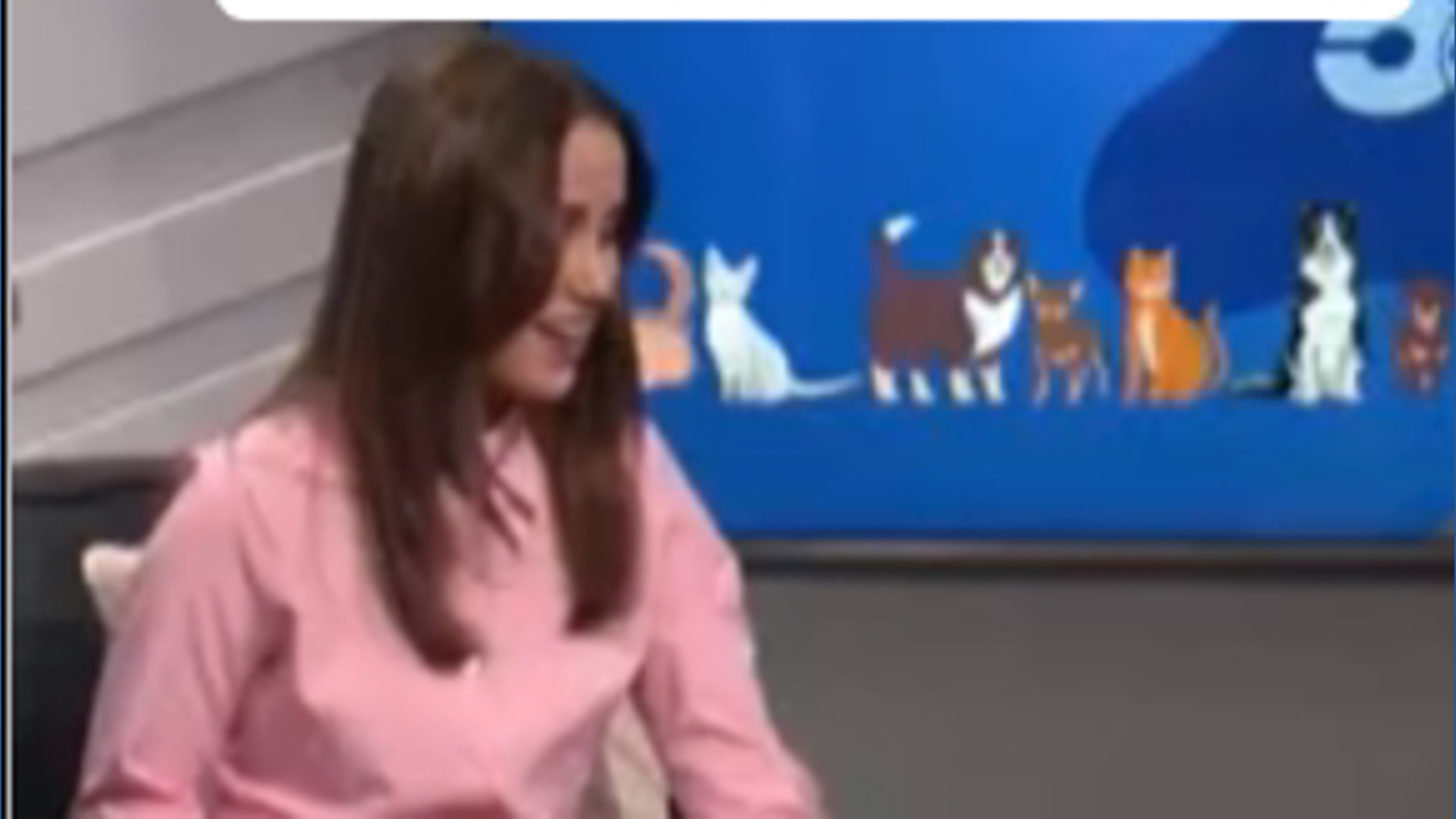 Shelter sweethearts: Adopt Halo from Big Paws of the Ozarks