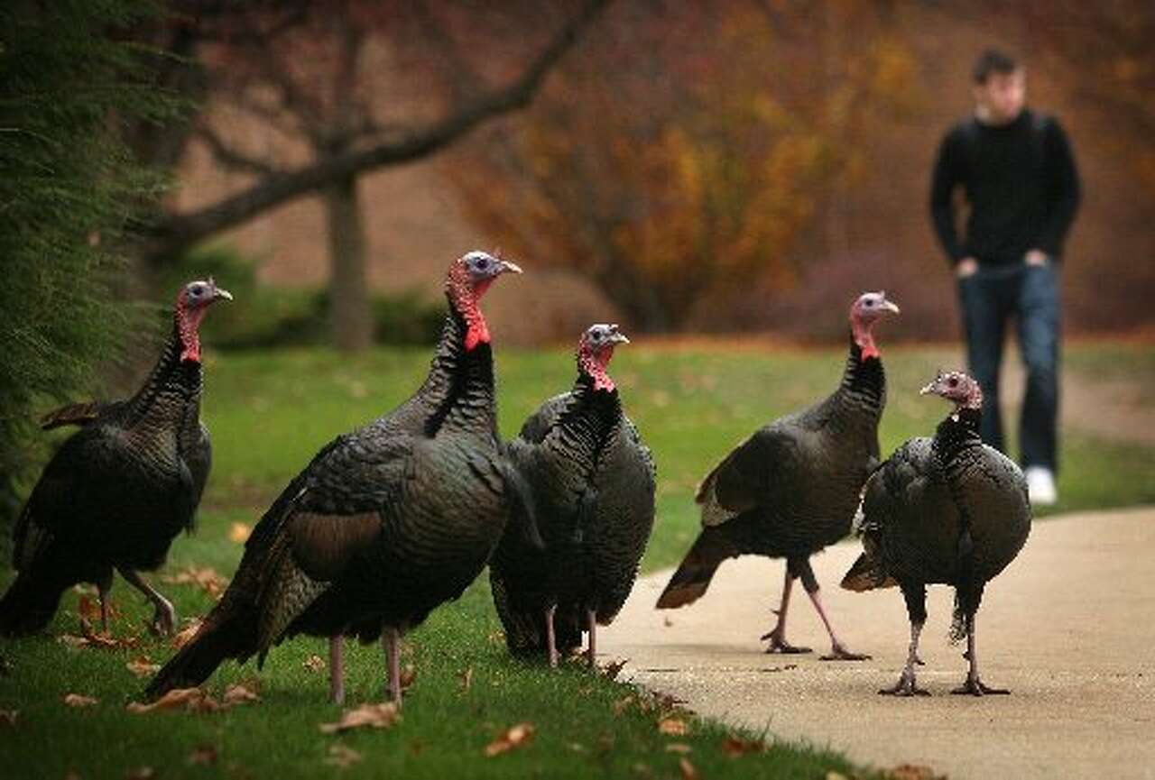 Connecticut turkey hunting season has begun. Here's what to know