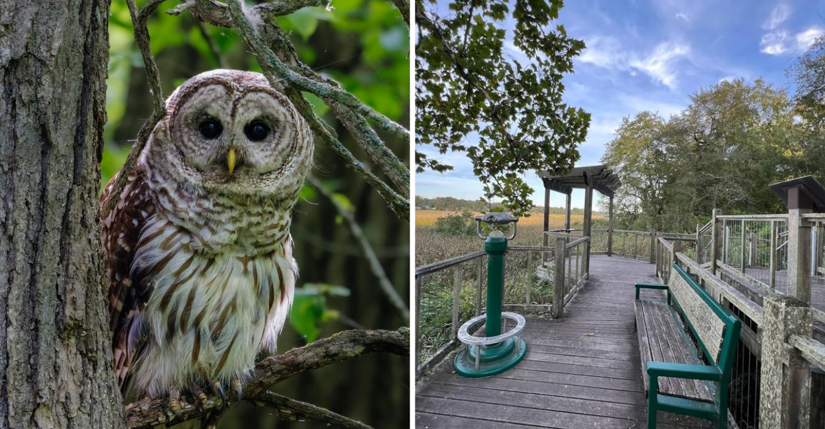 This New Jersey park lets you spot owls and warblers from a bird blind ...