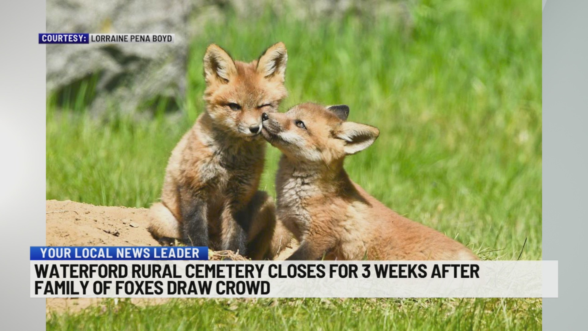 Fox kits temporarily close Waterford Rural Cemetery