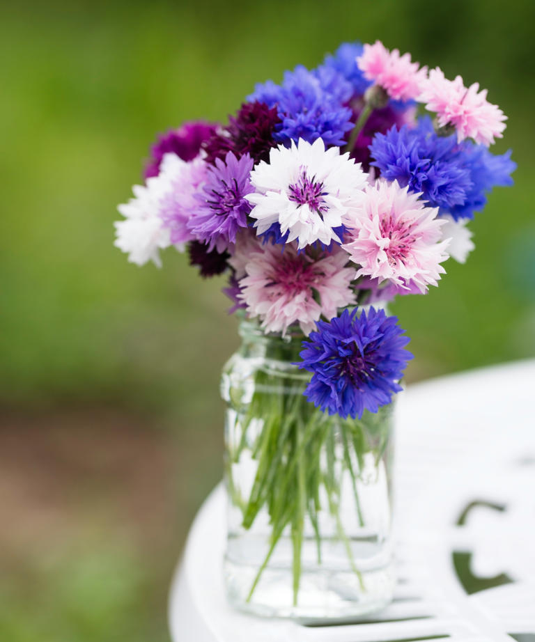 Don’t wait! Plant these 9 flower seeds in May for nonstop summer color