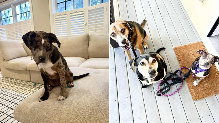 Meet Betty Lou Gooseberry: The 4-month-old puppy looking for love