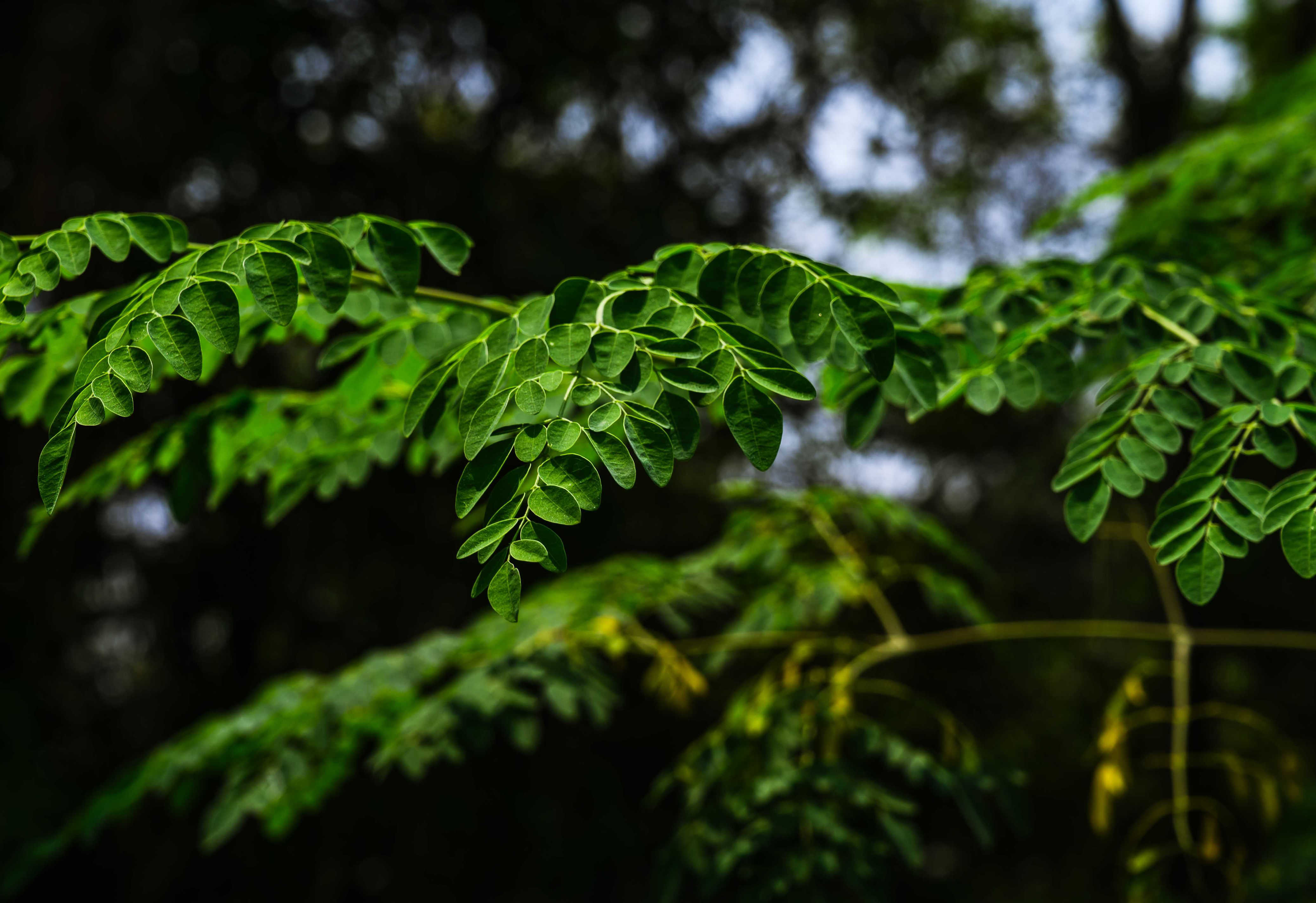 This 'miracle tree' can filter more than 98% of microplastics from tap ...