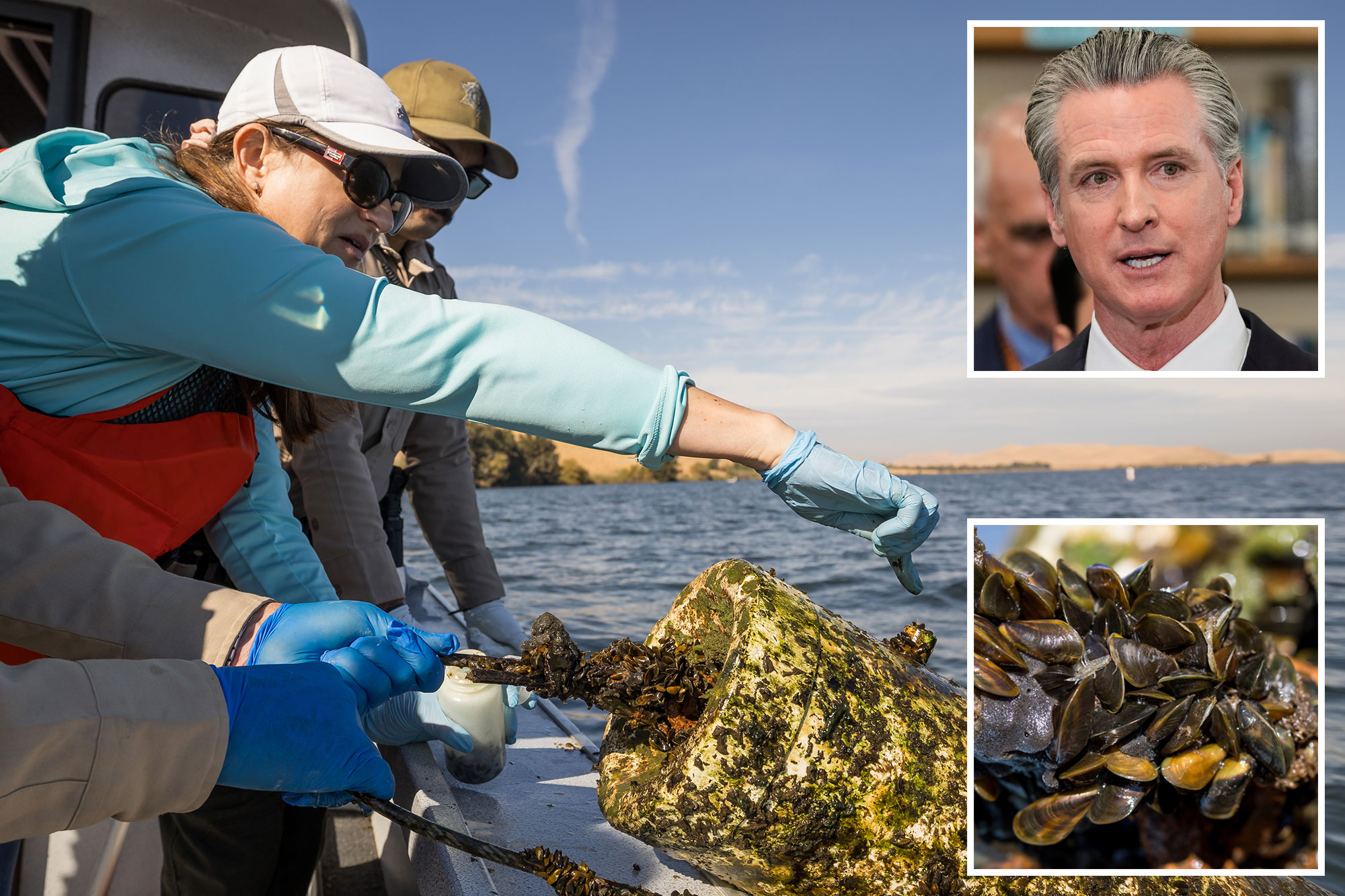 California’s war on mussels escalates as officials urge Gavin Newsom to ...