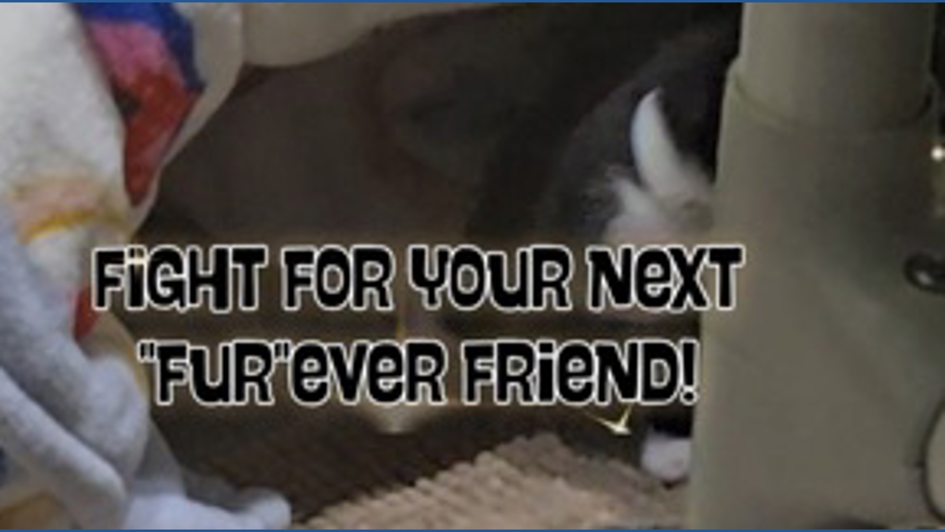 National Adopt a Shelter Pet Day is April 30