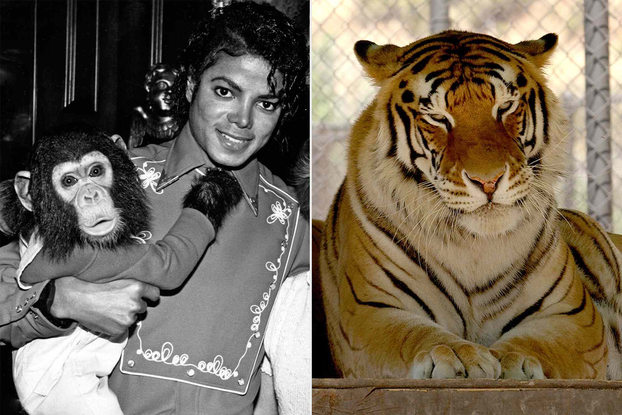 What happened to Michael Jackson’s exotic animals? Inside their lives ...
