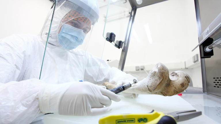 'Lifelong monogamy' and 'half orphans': DNA reveals clues about life on ...