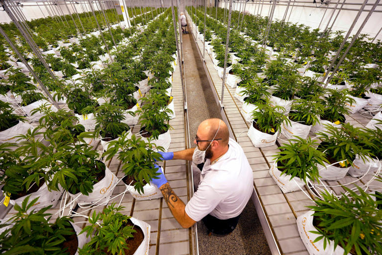 Missouri cannabis companies sue Good Day Farm, alleging illegal market ...