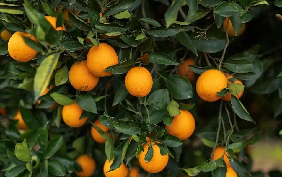 Citrus desserts set to shine in summer collections