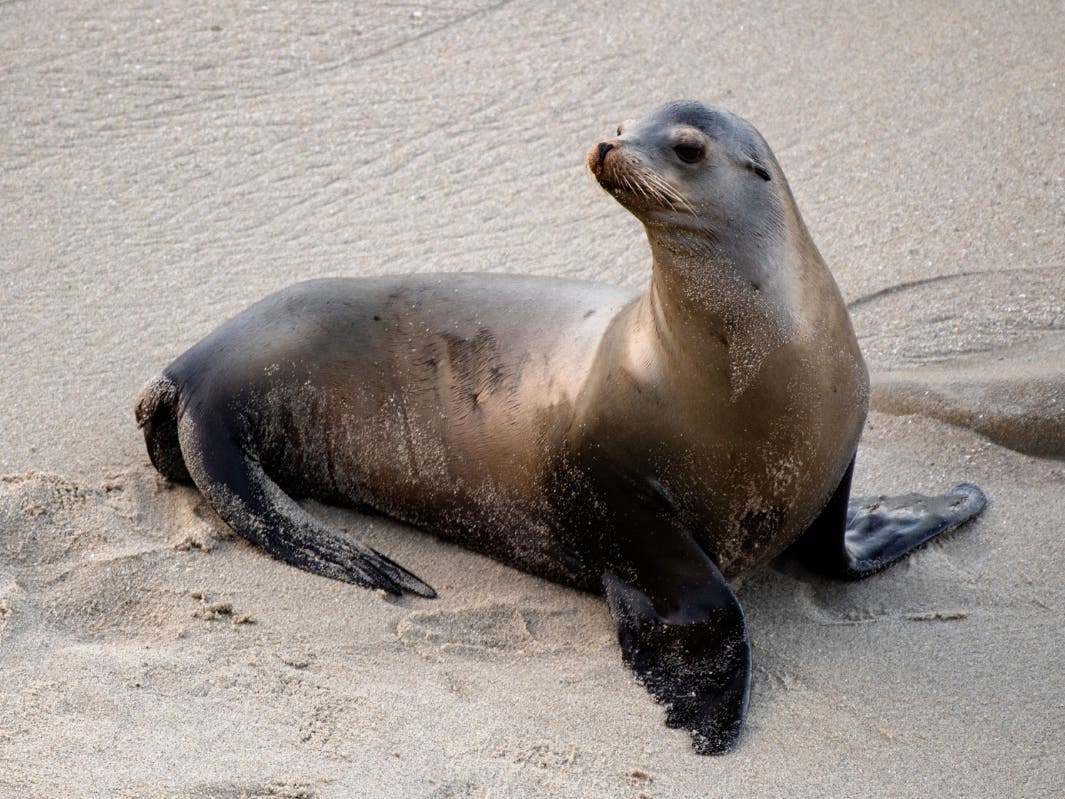 Massive sea lion 'Chonkers' at SF's Pier 39 is a viral sensation