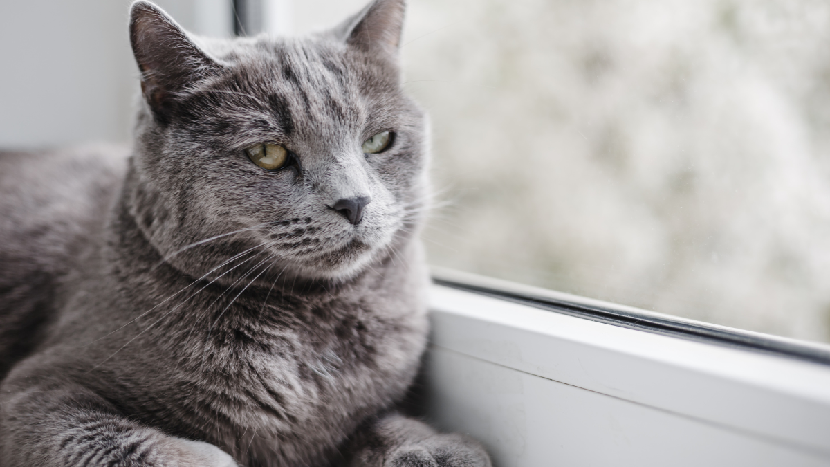 This giant gray cat thinks puzzle time means becoming part of the puzzle