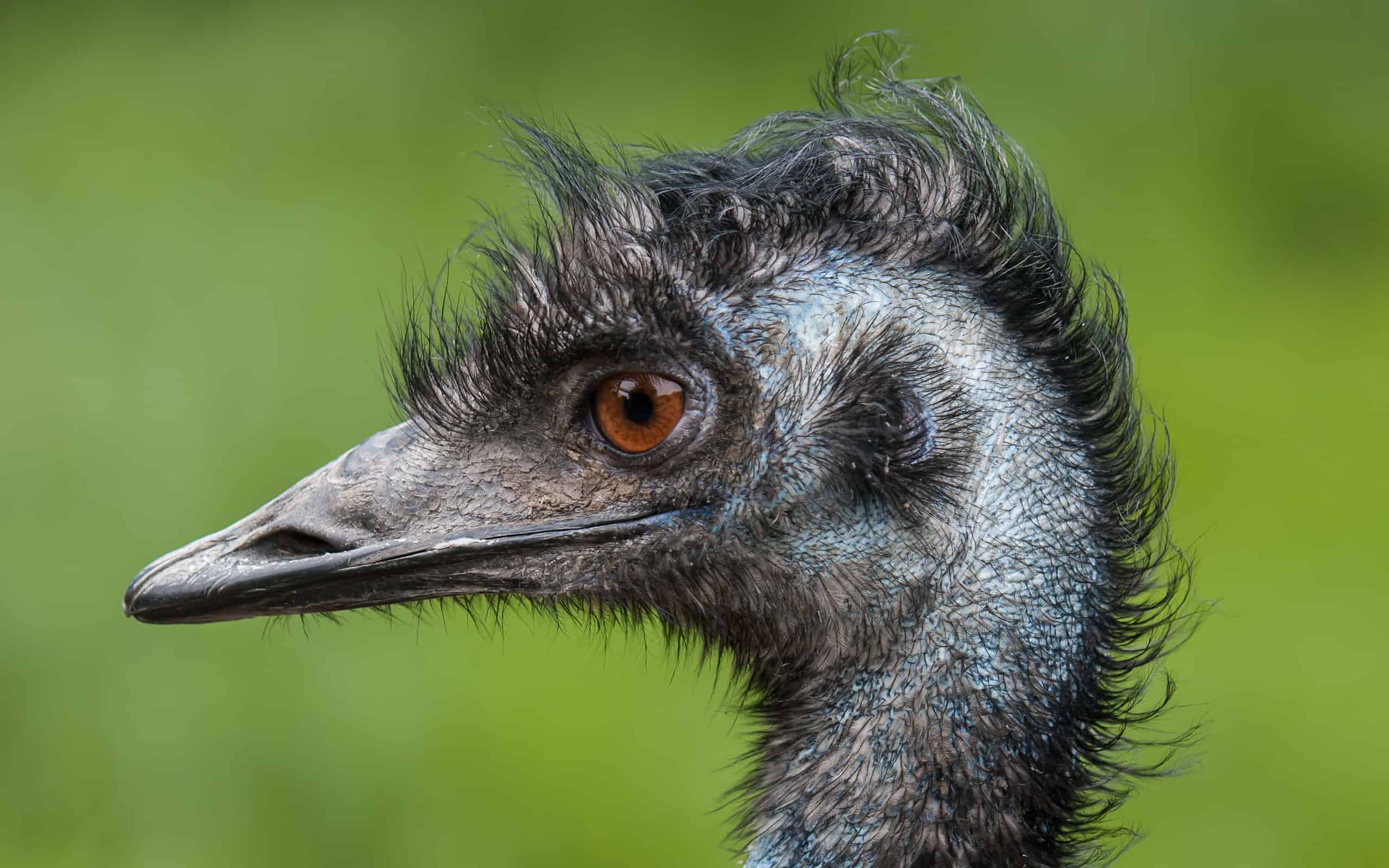 Emu on the loose attacks dog walker and other great animal escapes