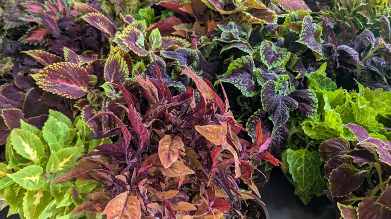 Plant this perennial coleus with fiery foliage & watch hummingbirds ...
