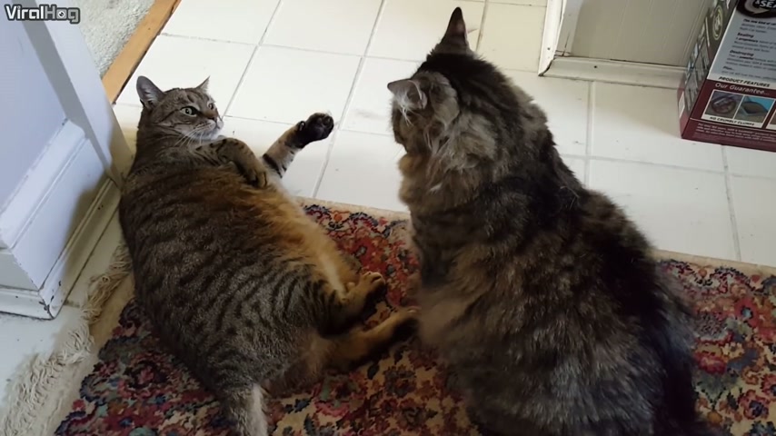 Fat cat’s funny fight