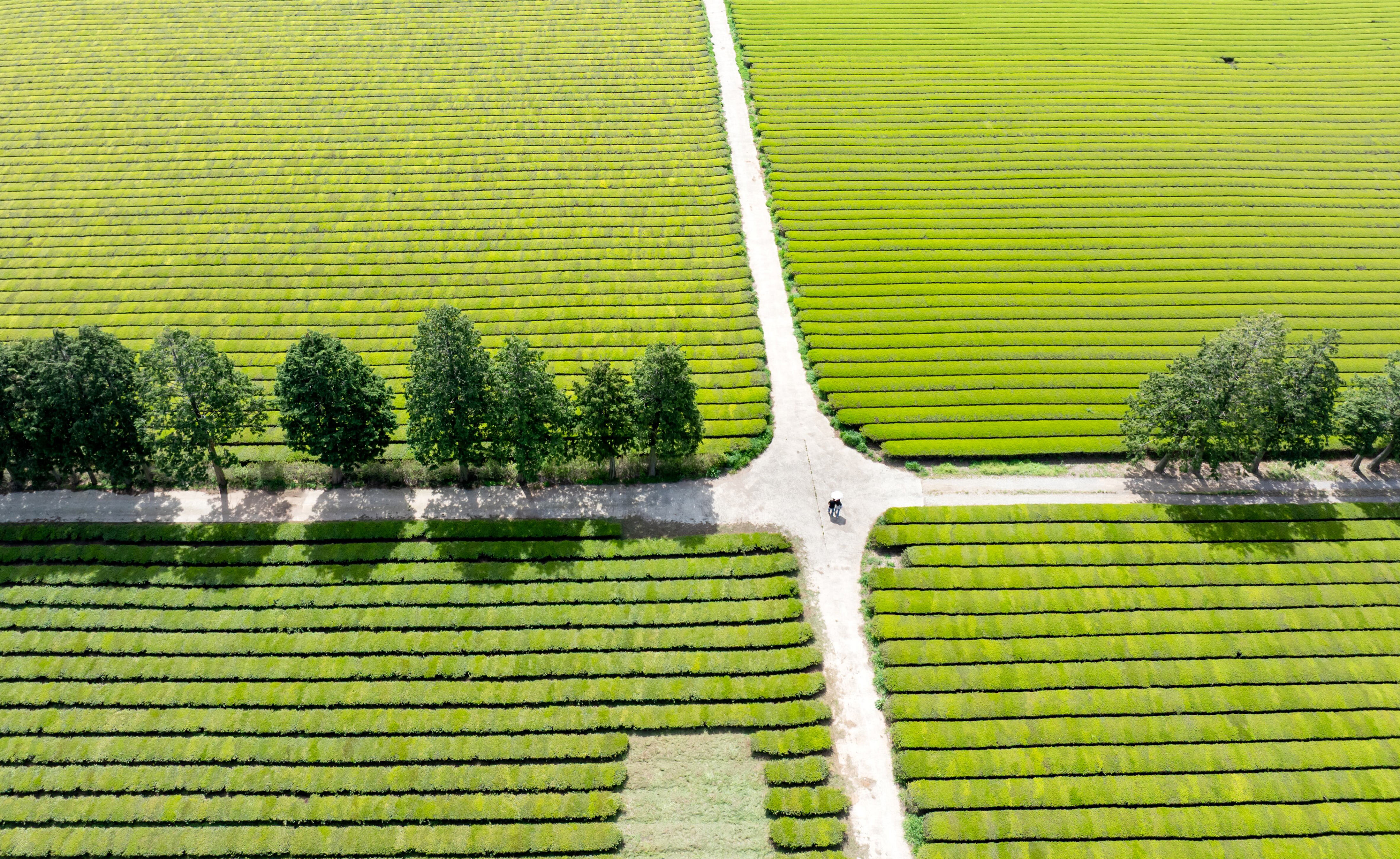 Southern spring peaks with vibrant green fields, festivals