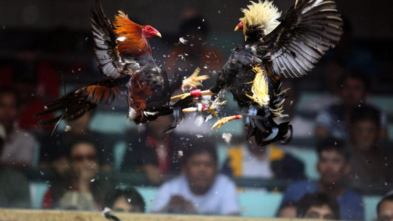 Korean Air bans roosters from flights to Philippines after Texas tied ...