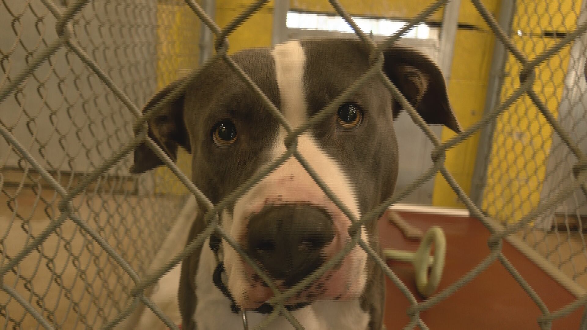 New laws block cat and dog sales, increase access to medications