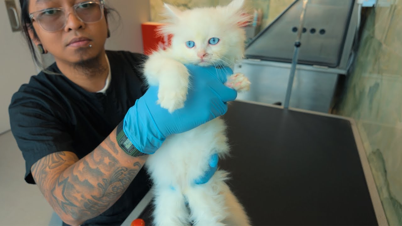 Caring for a kitten with ringworm