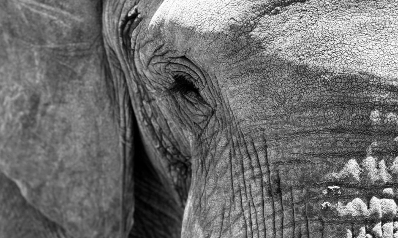 Revelan video del trágico momento en que un elefante enfurecido aplasta ...