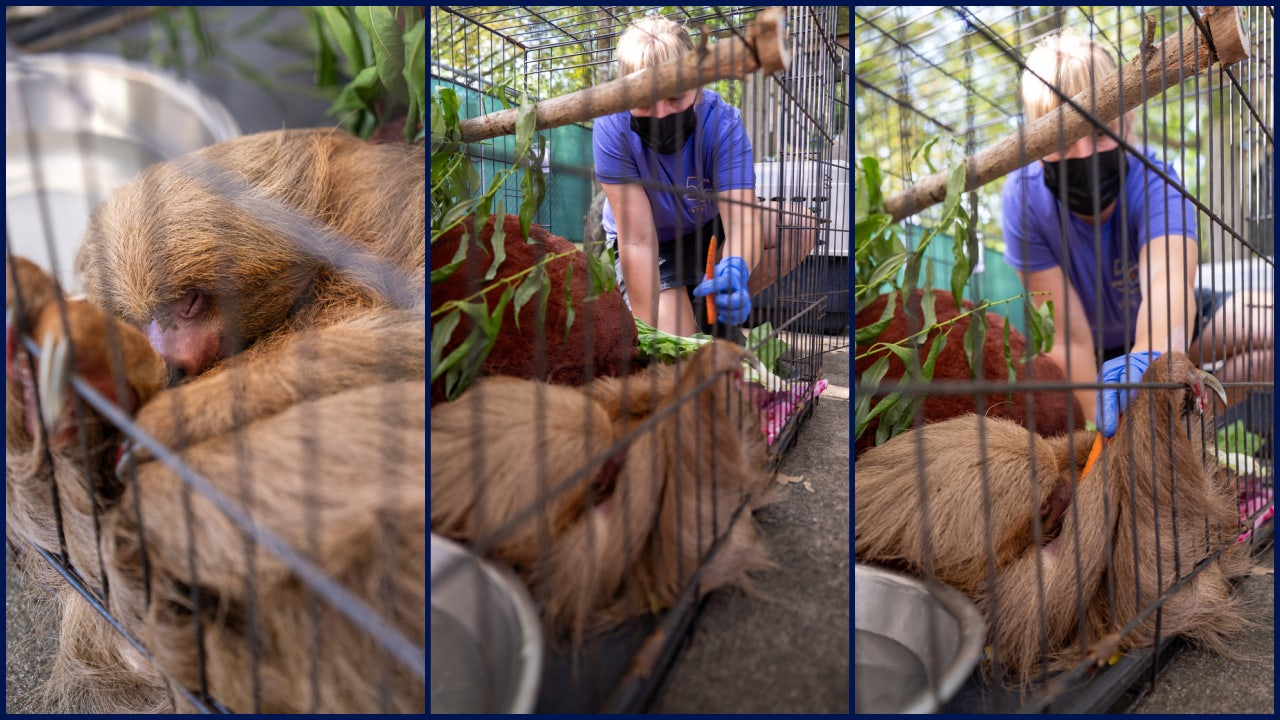Bandit, 1 of 13 Sloth World rescued sloths, dies, zoo says