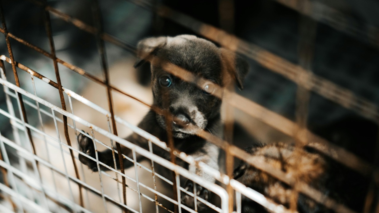 California shelter locks down over parvovirus outbreak; dogs most at risk