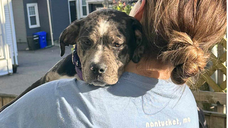 Meet Betty Lou Gooseberry: The 4-month-old puppy looking for love