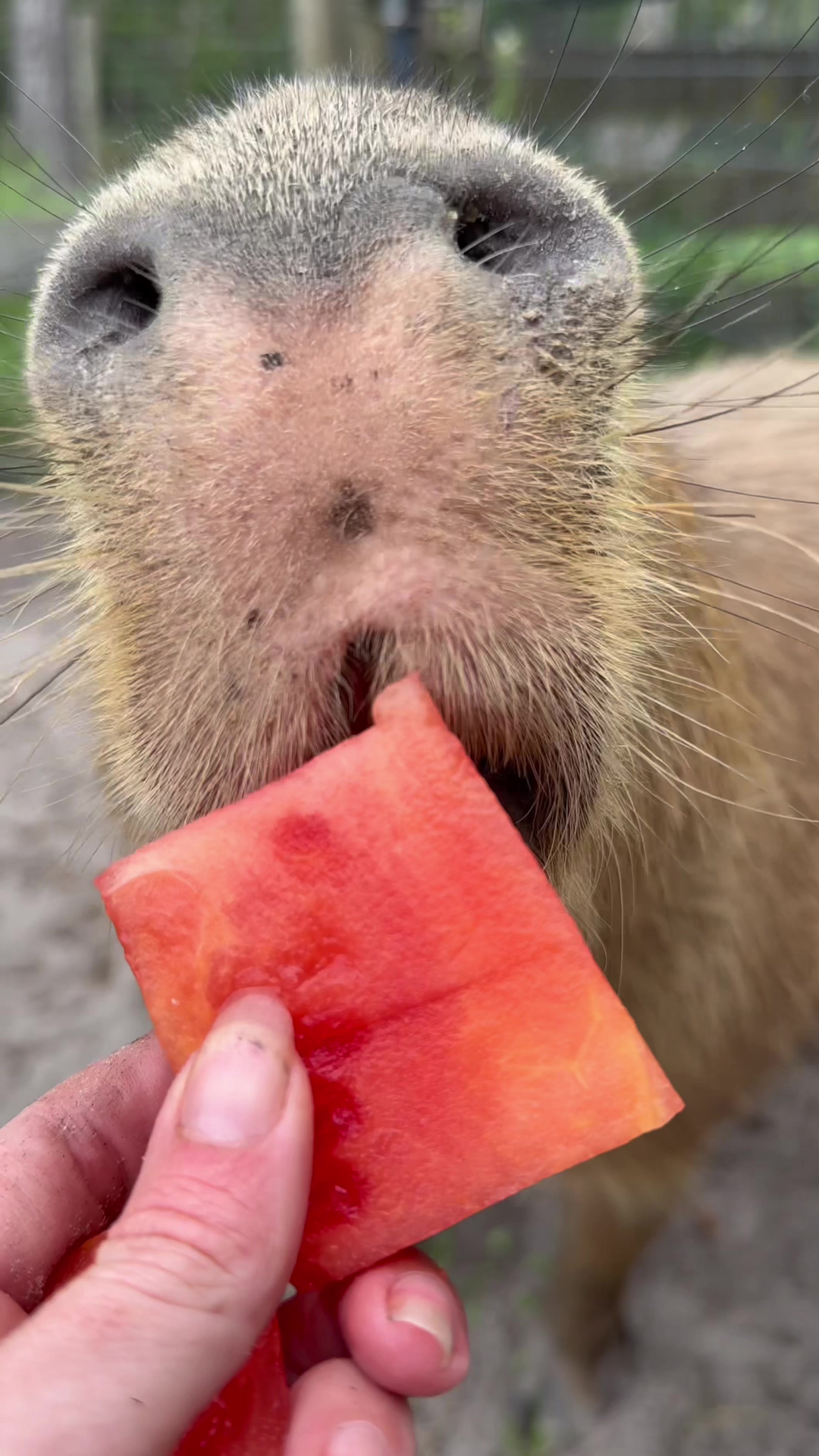 Pumpkin the Capybara Enjoys Watermelon Snack Behavior