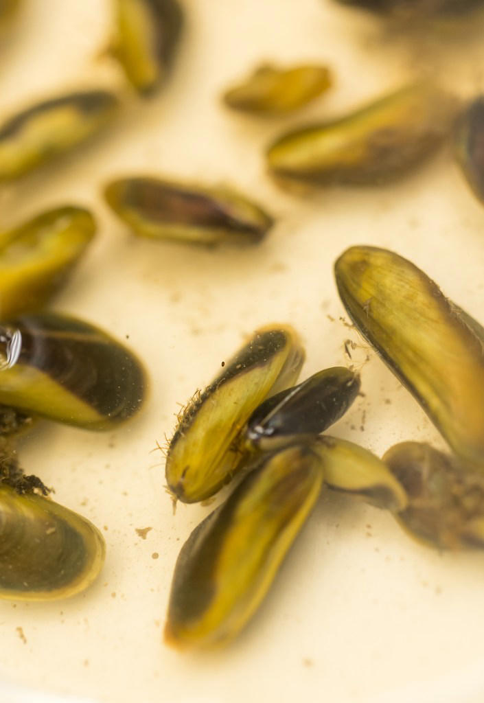 California’s war on mussels escalates as officials urge Gavin Newsom to ...