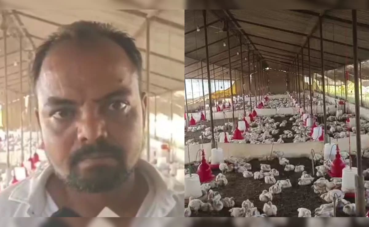 'Fowl play': 140 chickens die after wedding DJ plays loud music