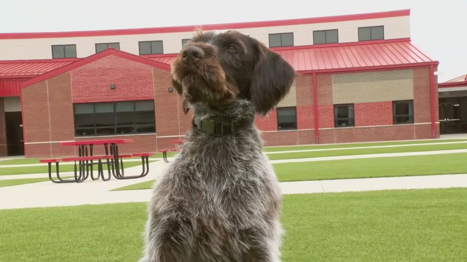 New narcotics detection dog joins Daviess County Public Schools
