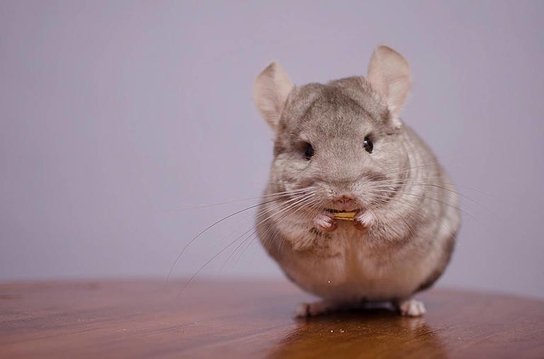 Looking for a chinchilla name? Here are 275 cute ideas with meanings