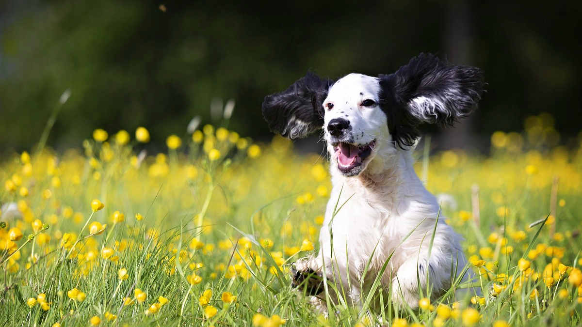 7 things your dog secretly expects from you every day (beyond food and ...