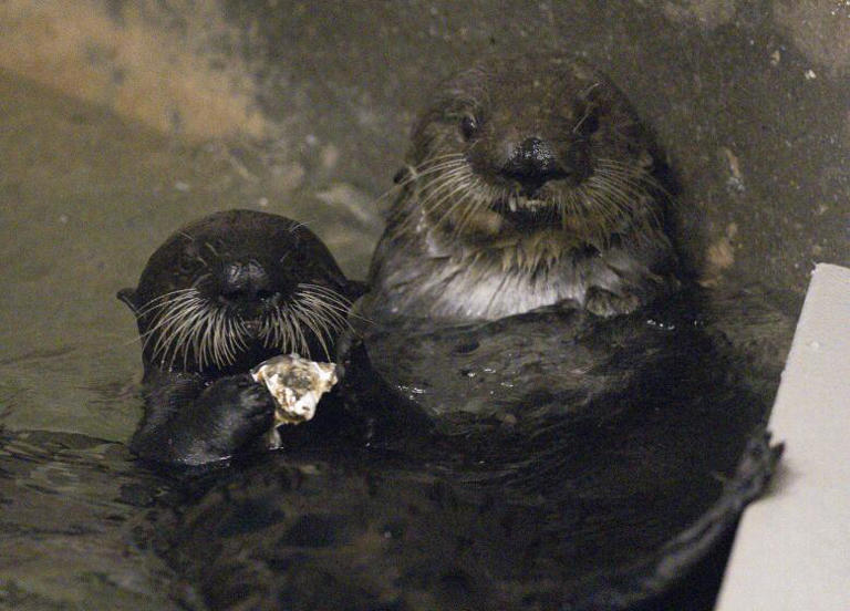 Adorable, yes, but these two have a serious future as adoptive sea ...