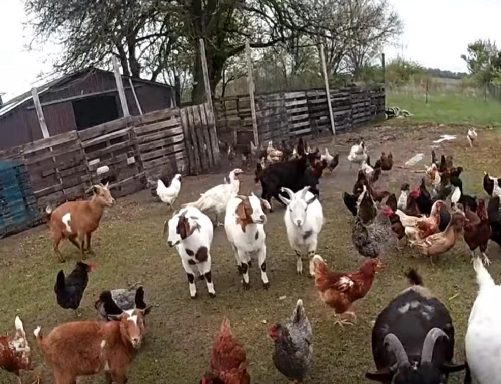Watch: Deputy responding to animal call finds entire escaped farm